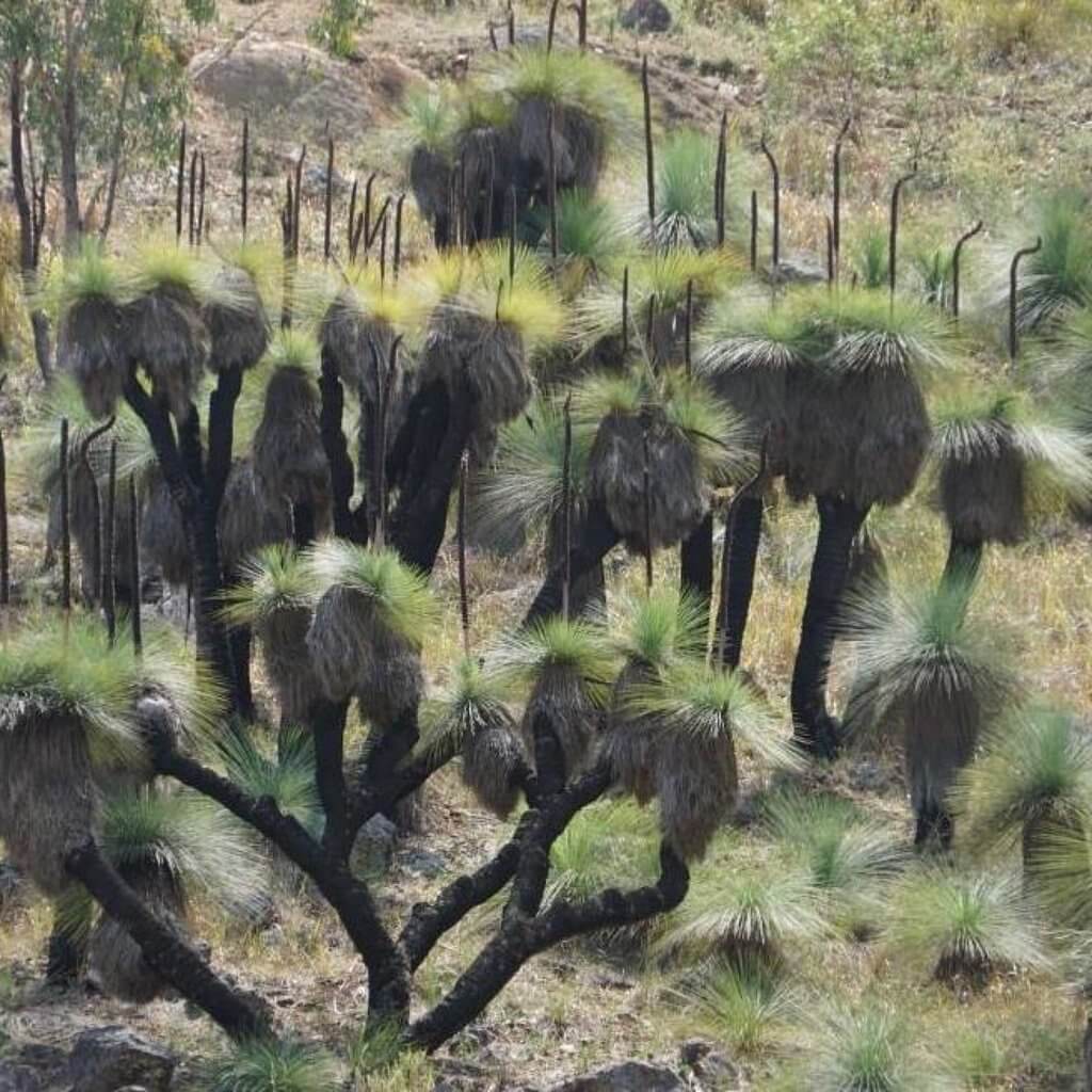 Attractions – Moonan Pub