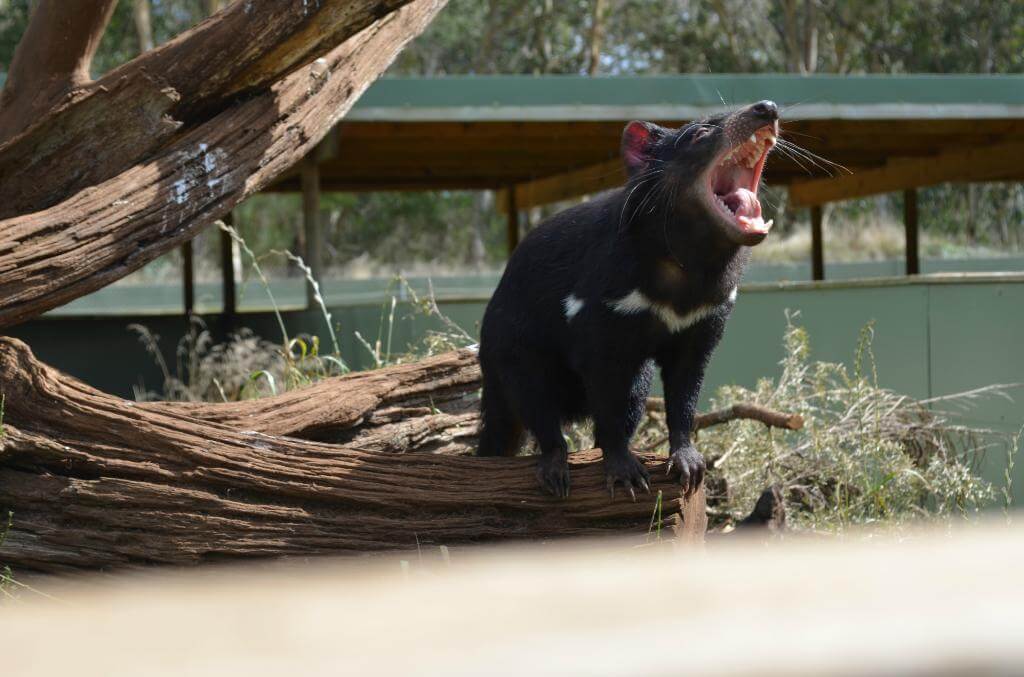 Attractions – Moonan Pub